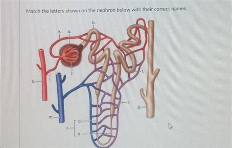 [solved] Match The Letters Shown On The Nephron Below With