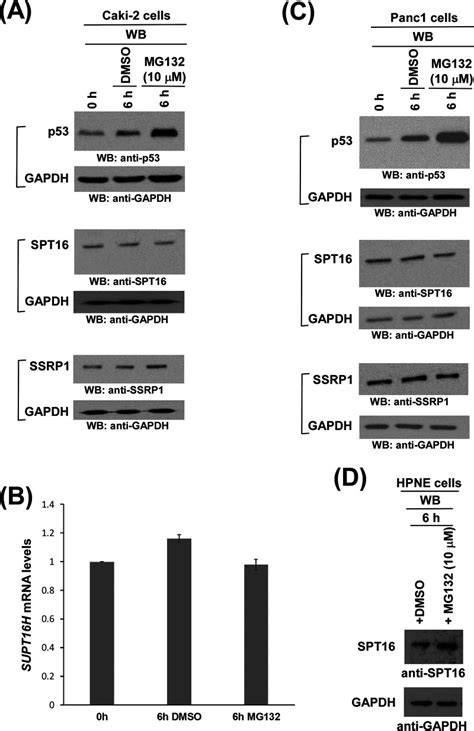 Proteasomal Regulation Of Mammalian Spt16 In Controlling Transcription