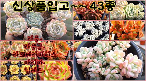 💗10월31일 대소다육 💗 신상품다량입고 43종 단풍이 잘든 예쁜 다육이들 보러오세요多肉植物succulent 다육이다육 Youtube