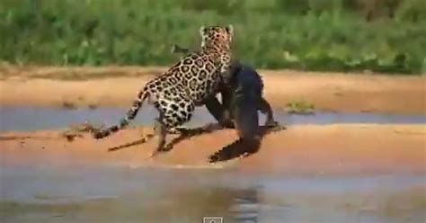 Crazy Cheetah Hunted A Crocodile In River Imgur