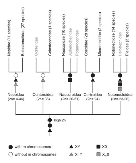 Distribution Of Male Chromosome Numbers Sex Chromosome Systems And