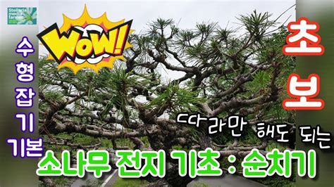 소나무순치기 소나무전지법♡별꽃농부55원예and정원vlog Youtube
