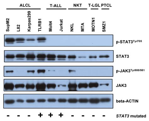 Stat3 Mutation Is Associated With Stat3 Activation In Cd30 Alk− Alcl