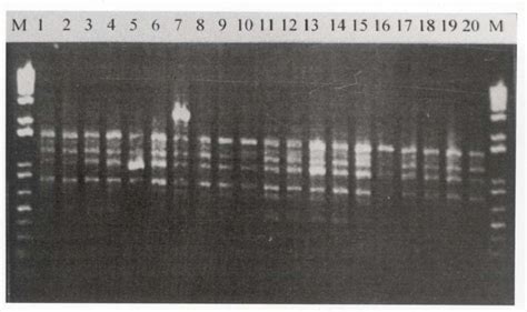 Amplification Profiles Of Twenty Wheat Genotypes With Opb 1 Primer