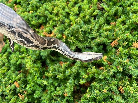 Sub Adult Chrome Sumatran Short Tailed Python Female Scales And