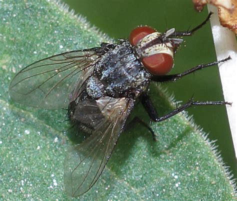 Parasitoid Bugguide Net