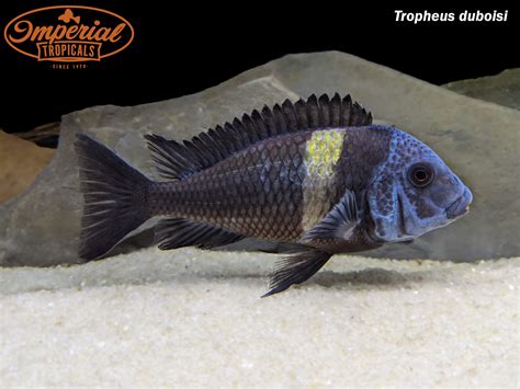 Tropheus Cichlid