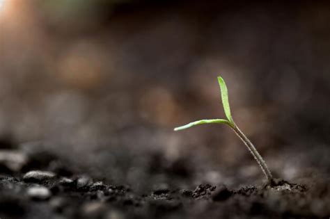 Premium Photo Close Up Of Small Plant