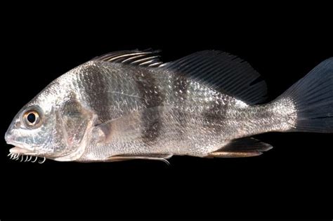 Could Fish Sex Be Keeping Florida Residents Up At Night Atlas Obscura