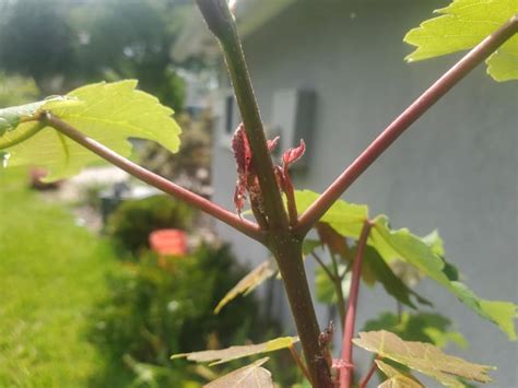 Bugs On Young Maple Tree R Gardening