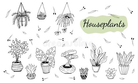 Set Of Hand Drawn House Plants In Pots Stock Vector Illustration Of