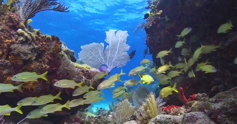 Keys Marine Sanctuary Marks 25th Anniversary Cbs Miami