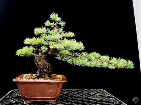 Mark Fields Bonsai Empire