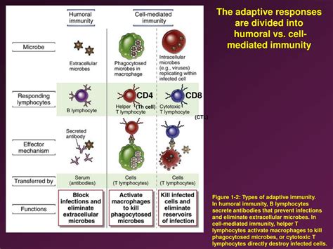 Ppt 4 Anatomy Of The Immune System Ii Powerpoint Presentation Free