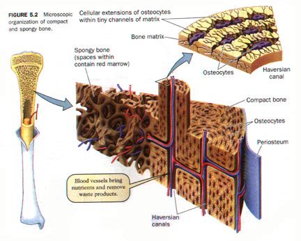 Bone Tissue