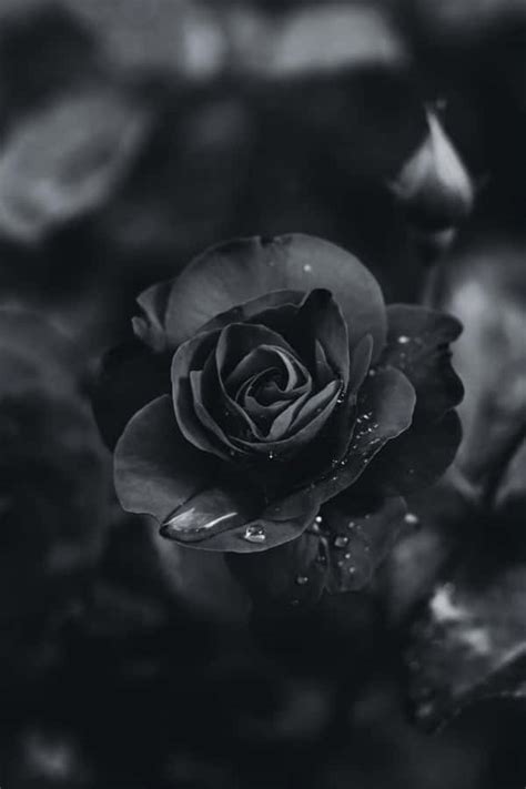 Details More Than 89 Rose Black Aesthetic Wallpaper Super Hot Xkldase