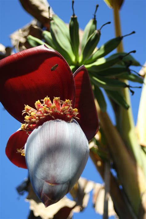 Bananas And Bees Smithsonian Photo Contest Smithsonian Magazine
