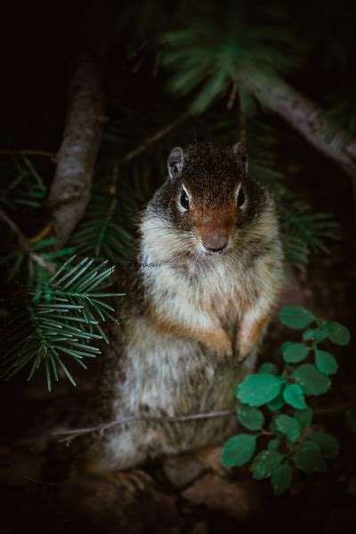 Wildlife Of Glacier National Park Macala Elliott Tumbex