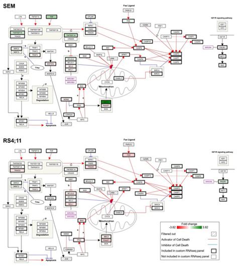 Ijms Free Full Text Combined Bcl 2 And Pi3kakt Pathway Inhibition