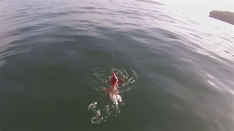 Squid Fishing Lake Macquarie 1 - YouTube