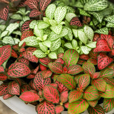 Fittonia Plant Care Fittonia Minima White Nerve Plant 12cm Pot
