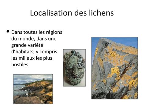 Ppt Les Lichens Powerpoint Presentation Free Download Id2024496