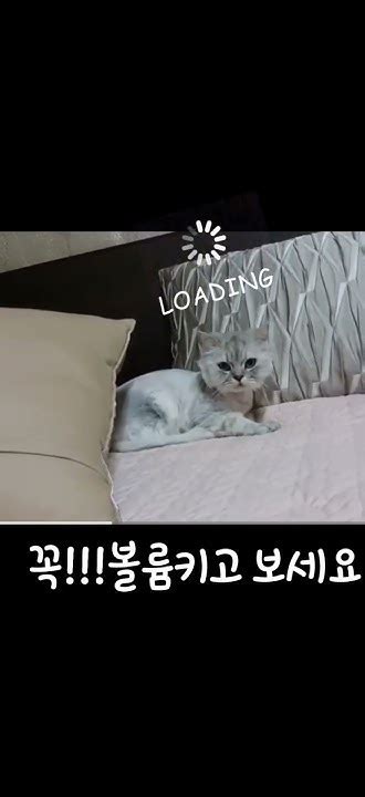고양이자는데 소리질러보기 Kitten Cute 고양이 냥춘기 Cat 고양이일상 길냥이구조 Cute 크림냥 Kitten 코리안숏헤어 사랑 재미 재미