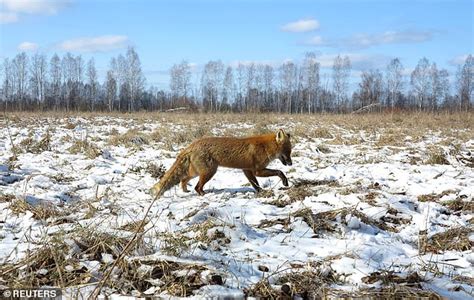 Site Of Chernobyl Nuclear Accident Is Now A Wildlife Refuge 33 Years