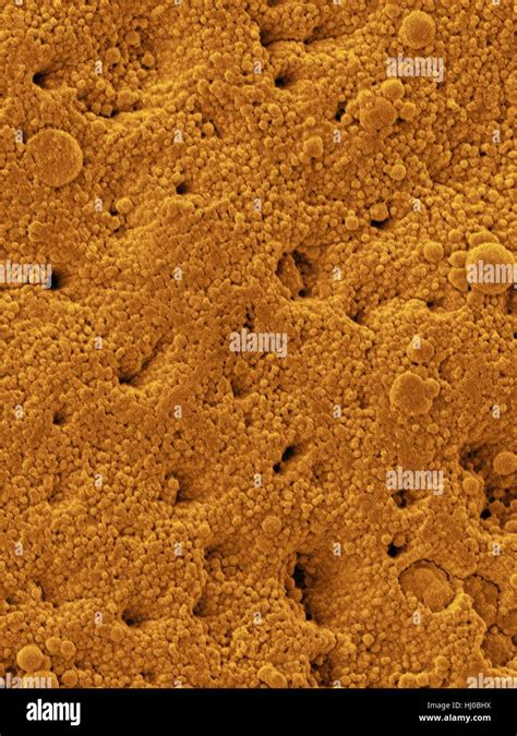Coloured Scanning Electron Micrograph Sem Chicken Eggshell Surface