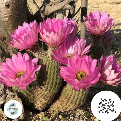 40 Seeds Echinocereus Sciurus Cactus Succulent Seeds Jspseeds