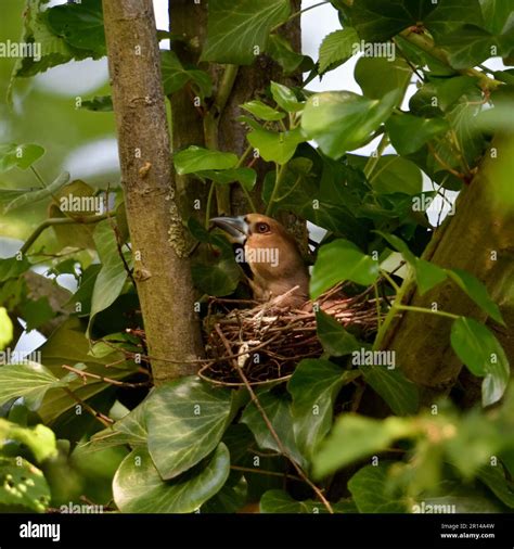 Enticement Hawfinch Coccothraustes Coccothraustes At Nesting