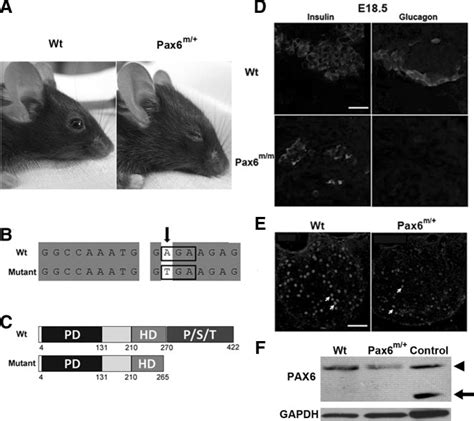 Analysis Of The Novel Pax6 Mutation A Eight Week Old Wild Type Wt Download Scientific