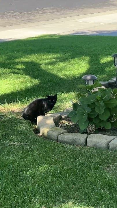 Black Cat ਕਾਲੀ ਬਿੱਲੀ Gato Negro Cat Gato ਬਿੱਲੀ Black Negro Nature