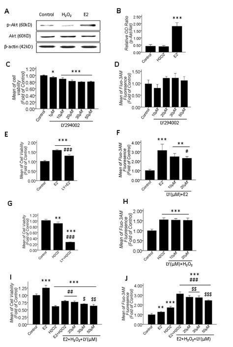 The Effect Of The Pi3k Inhibitor Ly294002 Ly On The Cell Viability