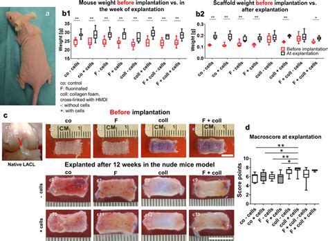 Body Weight Development Of The Animals Weight And Macroscopical