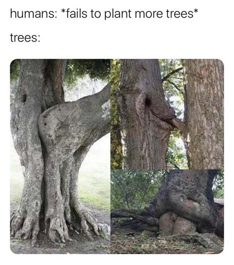 Intense Tree Fucking Noises R Memes