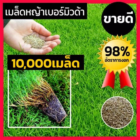 10000 เมล็ดพันธุ์ เมล็ดหญ้าเบอร์มิวด้า เมล็ด หญ้าเบอร์มิวด้า หญ้าเมอ