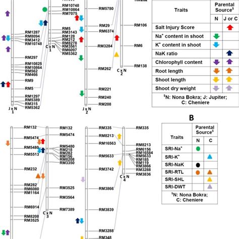 Comparative Map Positions Of Qtls For Traits Related To Seedling Stage Download Scientific