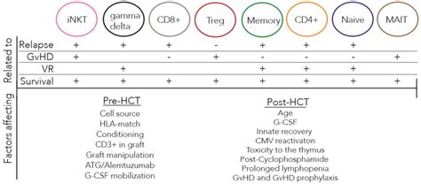 Overview Of T Cell Subset Related To Allogeneic Hct Outcomes And