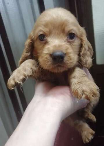 Cocker Spaniel Inglés Precio Mascotas Medellin