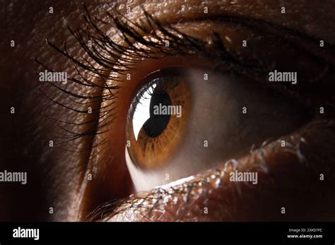 Brown Female Eye Macro Photography Eyesight Vision Biometrics Concept