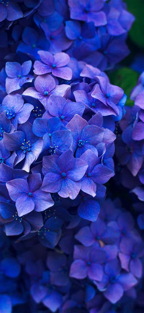 100 Imagens De Flores Azuis