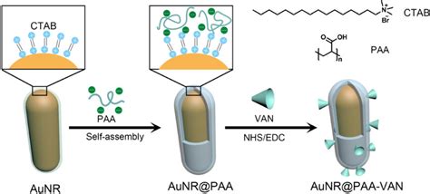 Schematic Illustration For The Synthesis Of Aunr Paa Van Download Scientific Diagram