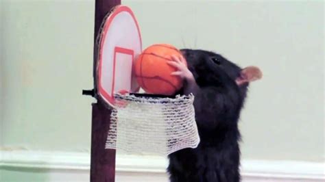 Rat R Rat Irl