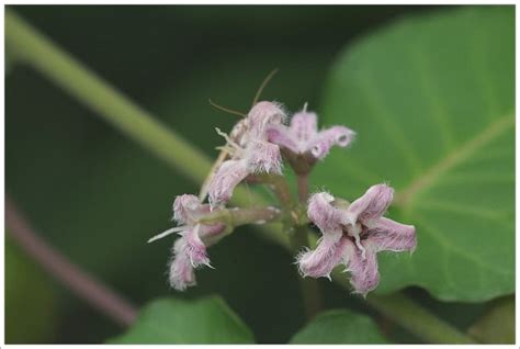 190906 박주가리 네이버 블로그