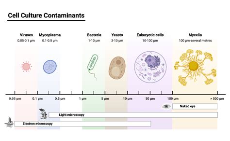 Cell Culture Contaminants Biorender Science Templates