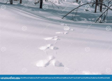 Sporen Van Een Haas In De Sneeuw Sporen Van Dieren In Het Bos In De