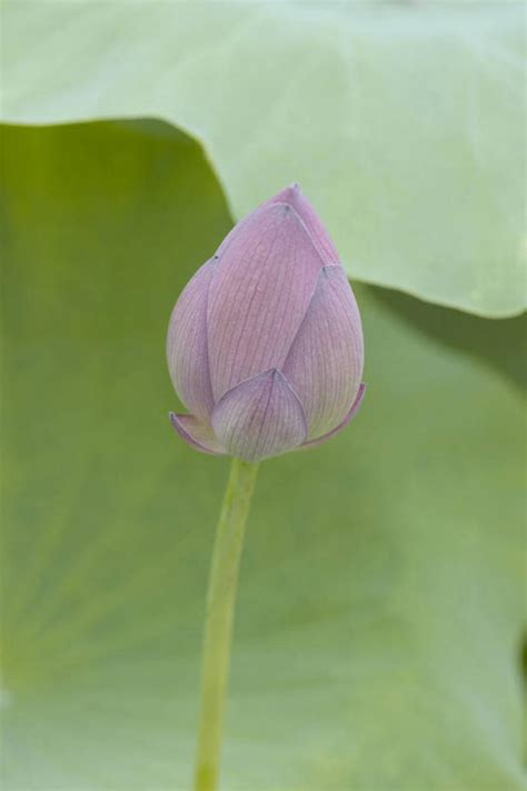 无人竖图室外特写白天正面纯洁美景植物莲花叶子盛开纹理景观荷叶绿叶花蕾花花瓣花朵鲜花一朵粉色绿色