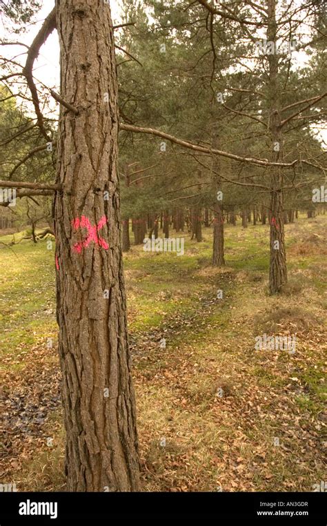 Trees Marked With An X To Be Cut Down Stock Photo Alamy