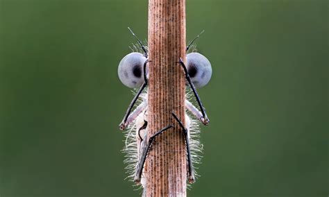 This Cute Stick Bug Animated Character R Misleadingthumbnails